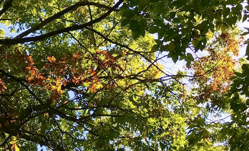e-npsFall2020 - Natural Path Sanctuary