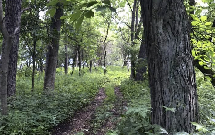 e-treetrunk-path - Natural Path Sanctuary