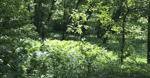 e-npsApril2020 - Natural Path Sanctuary